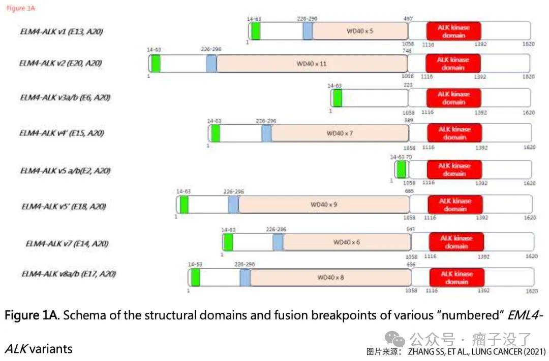 EML4- ALK融合突变有哪些亚型分类？ALK靶向药物对不同EML4-ALK变体的差异？_基因_细胞_伴侣