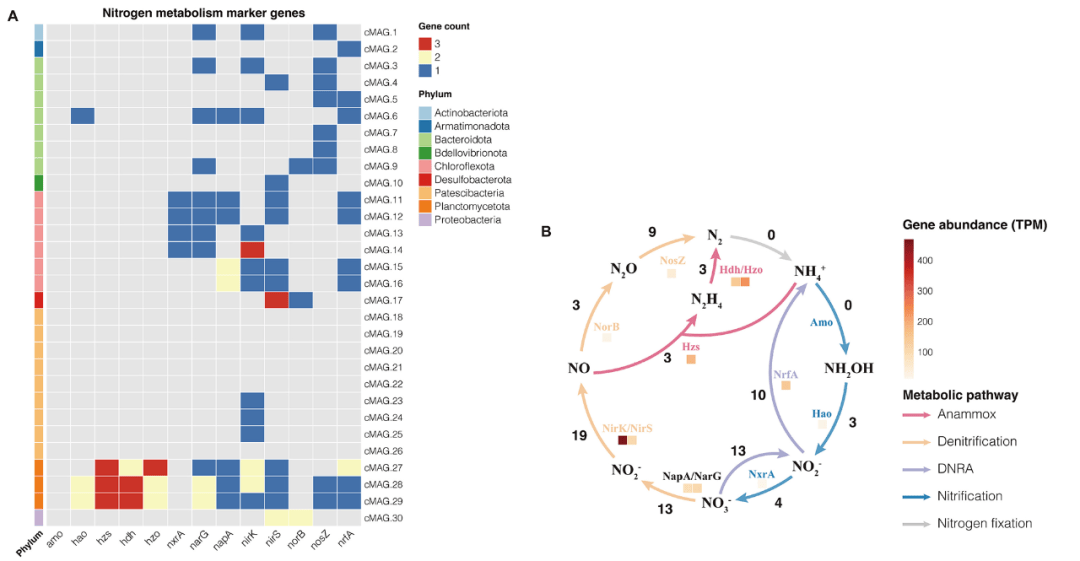 实验室无法培养的菌，原来可以这么研究！_cMAGs_代谢_细菌