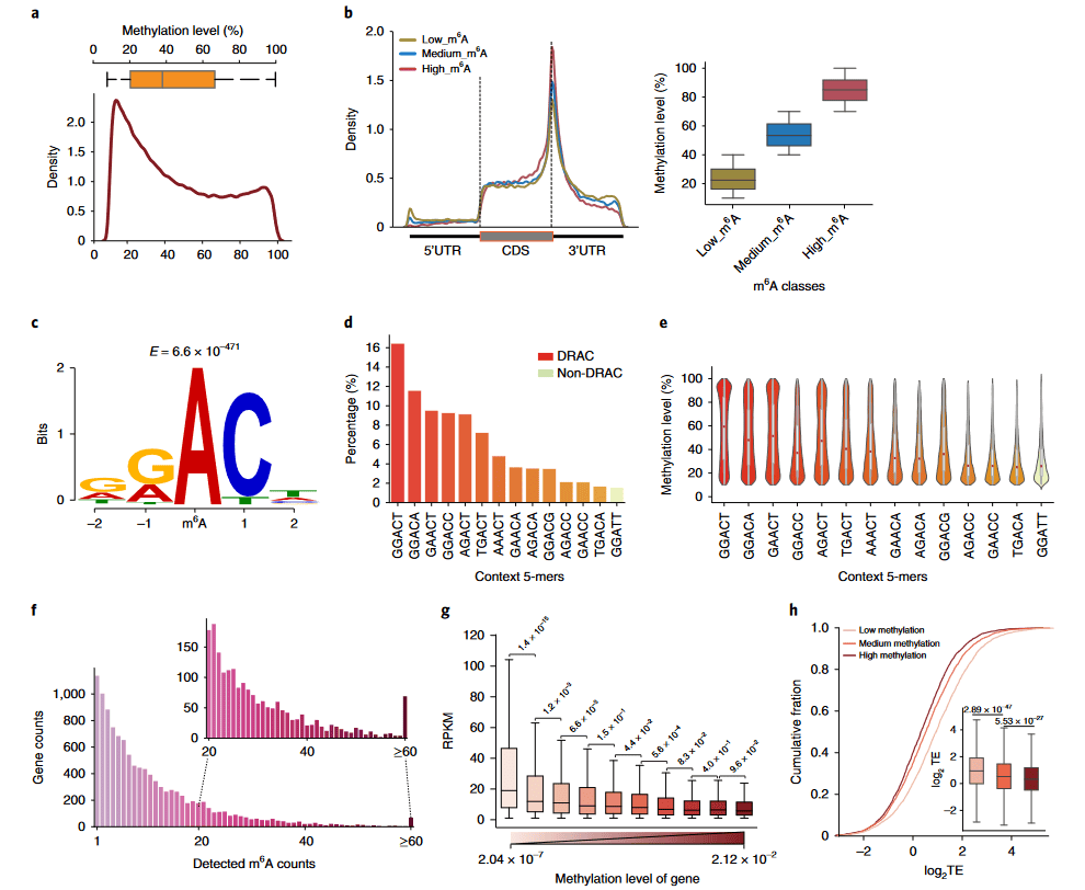 超重磅| 北京大学伊成器＆王晶团队m6A 单碱基测序金标准GlORI授权上线！_检测_位点_研究