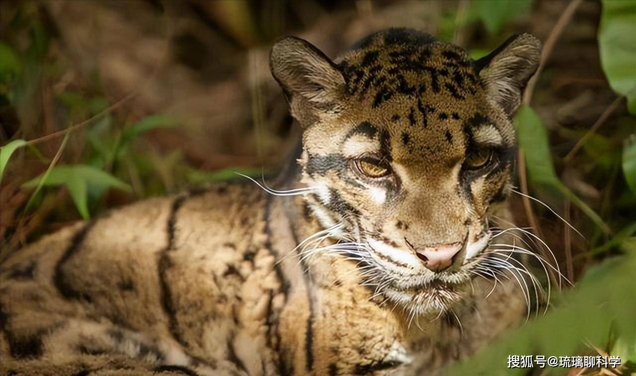 灭绝了 40 年的云豹现身，现身之地让专家感到不安：霍金预言将成真？ - 逍遥自在