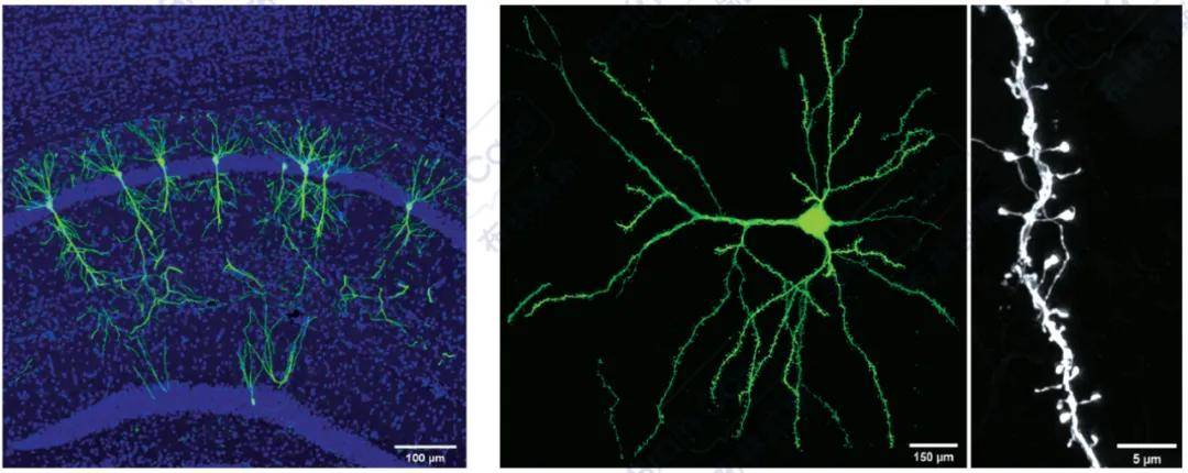 小布解读 | 关于重组酶的一切，你想知道的都在这了丨Cre-loxP系统_序列_基因_位点