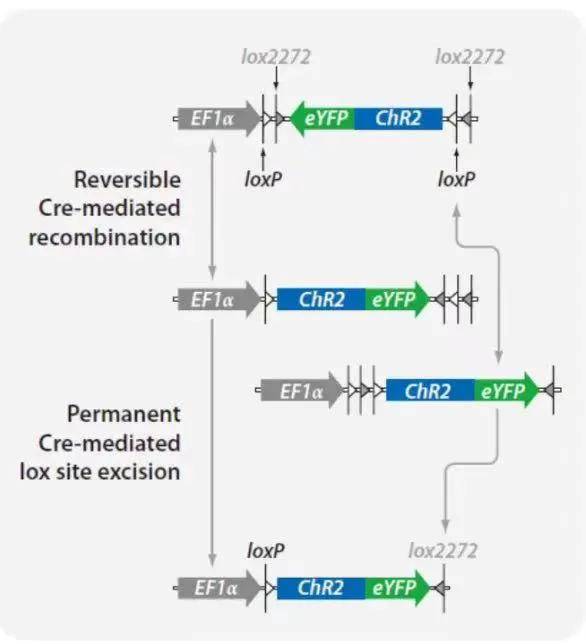 小布解读 | 关于重组酶的一切，你想知道的都在这了丨Cre-loxP系统_序列_基因_位点