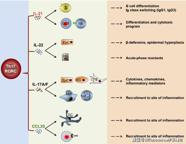 Elabscience探索Th17细胞：分化、功能及检测鉴定方法_免疫_流式_naive
