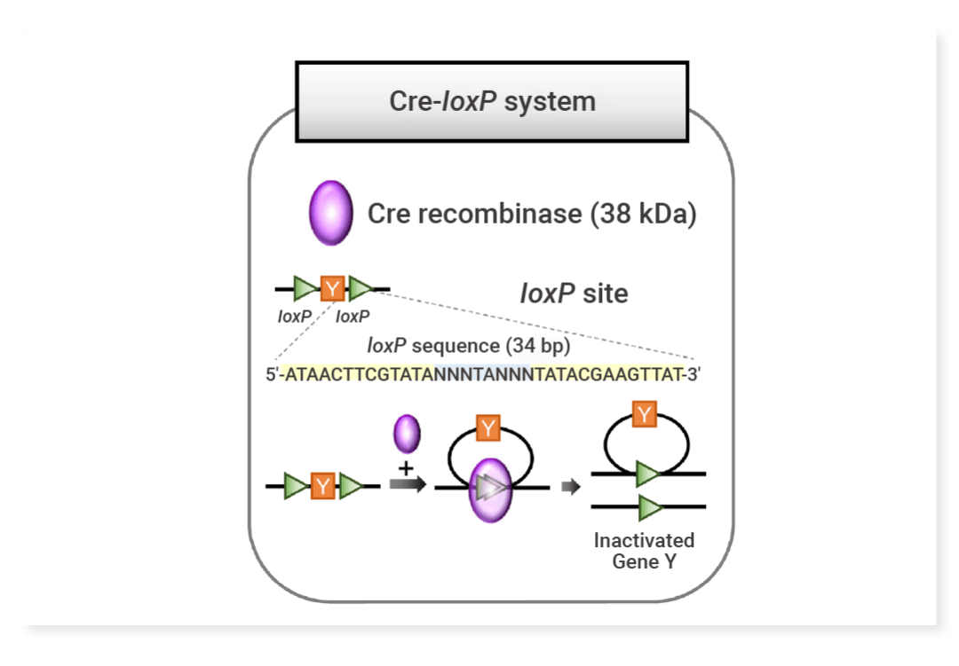 干货分享 | 条件性基因敲除动物模型：你必须了解的"Cre-LoxP 系统" | MCE_诱导_重组_莫昔芬