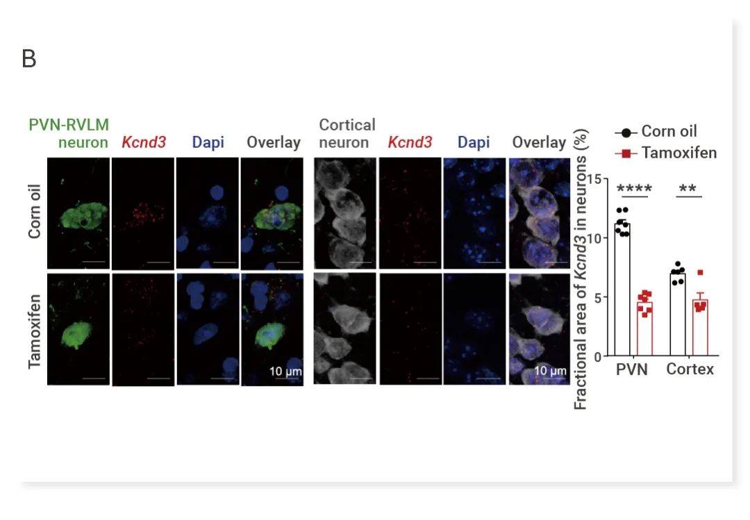 干货分享 | 条件性基因敲除动物模型：你必须了解的"Cre-LoxP 系统" | MCE_诱导_重组_莫昔芬
