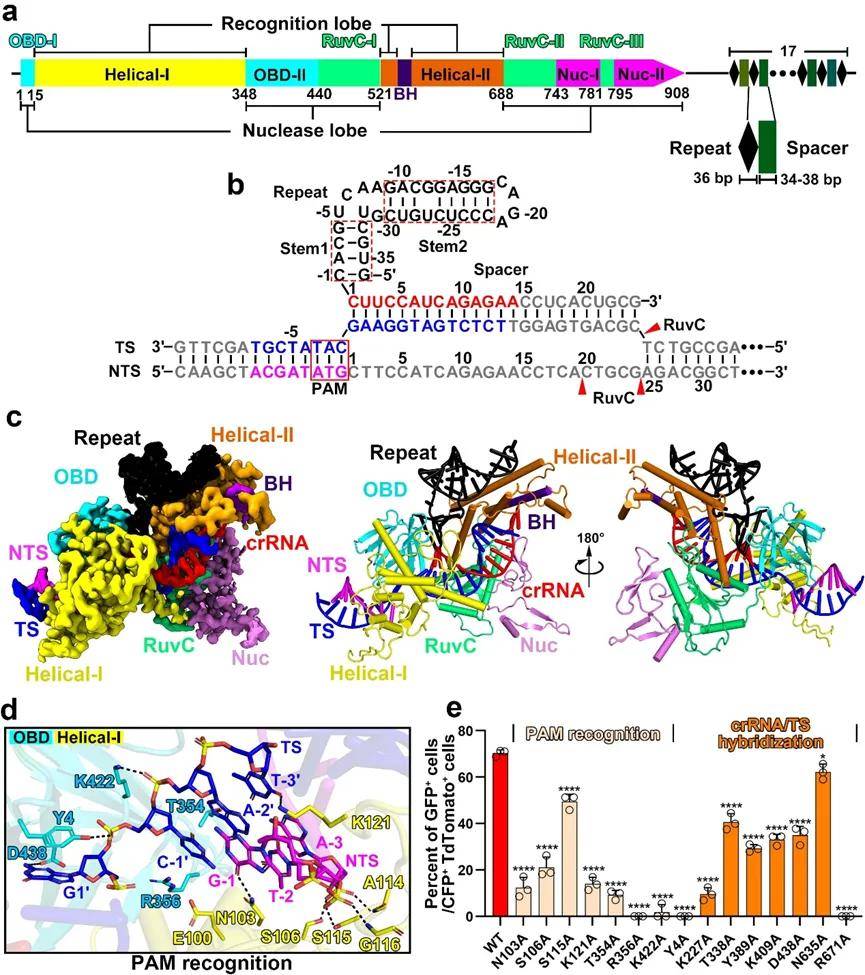 我国科研团队开发新型紧凑型CRISPR-Cas12o基因编辑系统_搜狐网