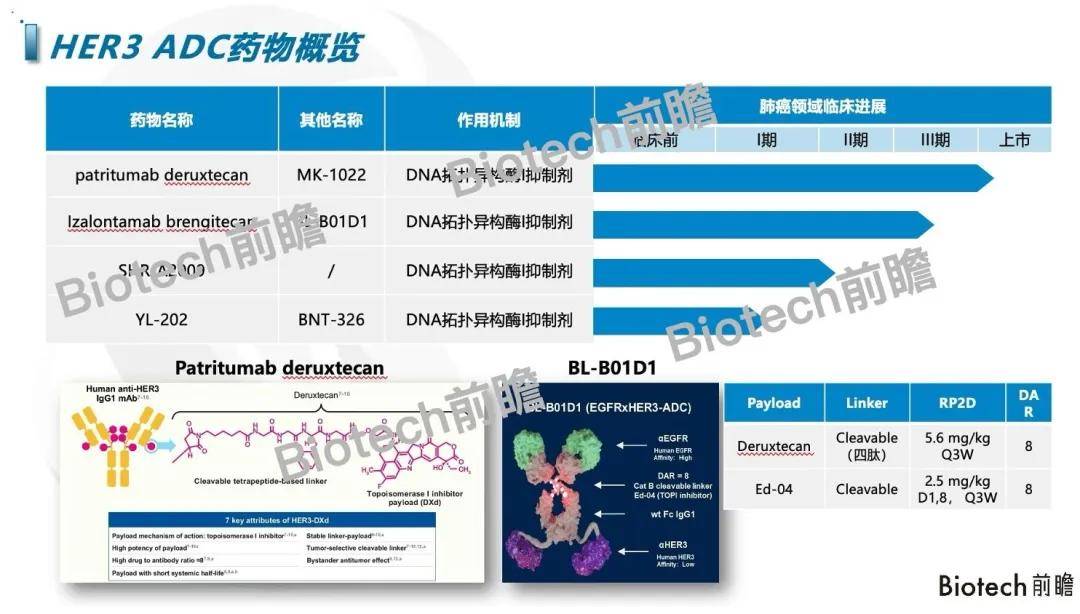 Her3丨双抗上市，康方抢滩ADC，不可成药靶点竞争白热化_治疗_研究_进展