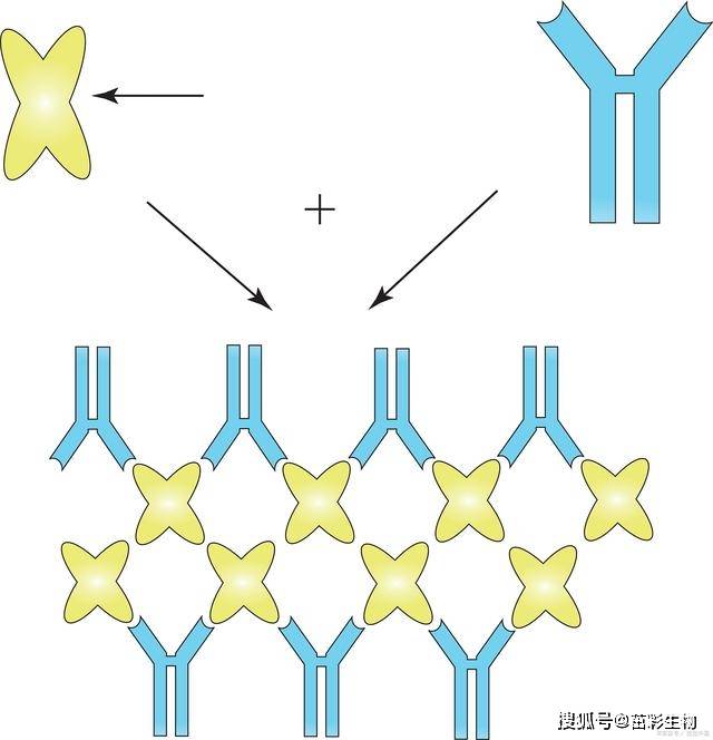 B类清道夫受体1（SCARB1）｜ELISA指标_蛋白_氨基酸_内源