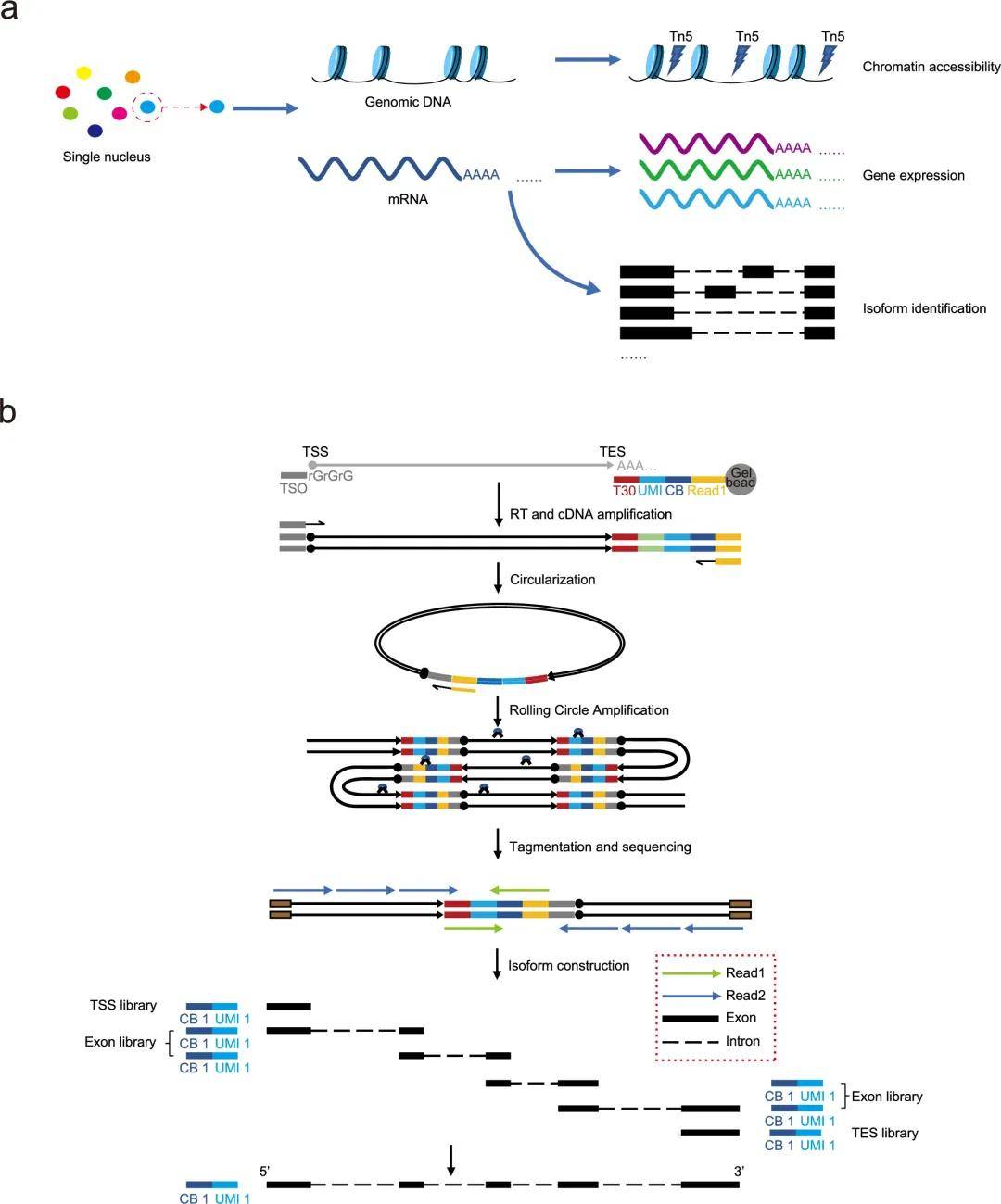 scRICA-seq: 同时解析单细胞RNA异构体和染色质可及性的多组学_scRNA-seq_研究_分析