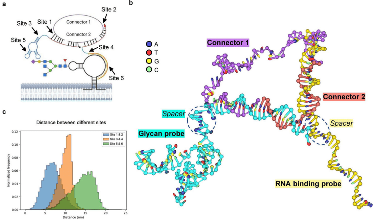 三篇顶刊，新型RNA修饰----糖基化GlycoRNA_细胞_表面_相关研究