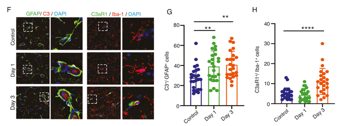 普健生物助力揭示C3/C3aR通路与PF4在围术期认知障碍中的新机制_炎症_神经_-crry