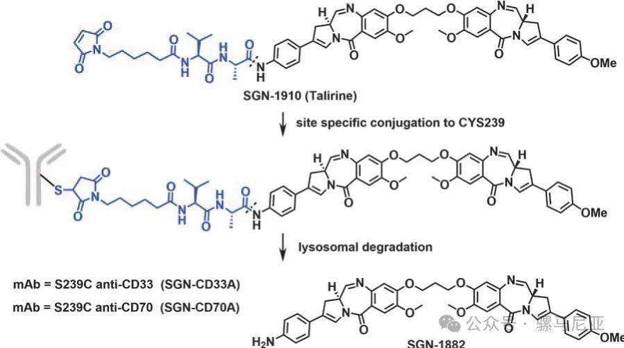 ADC二肽 Linker的进化史_裂解_组织_癌细胞