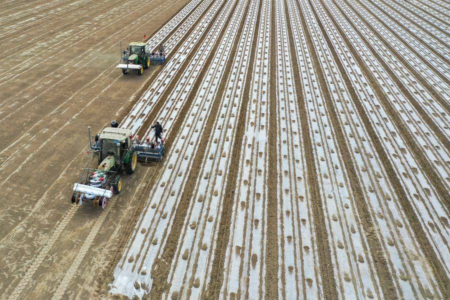 Spring sowing of cotton kicks off in China's major hub of cotton ...