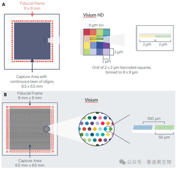 10X Visium HD正式来袭，欢迎来到单细胞分辨率空间组学时代！_样本_组织_技术
