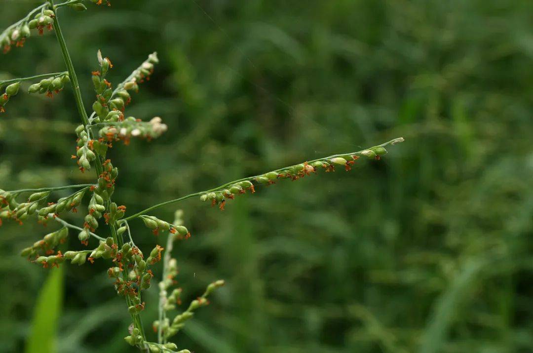 这么多“小米”，估计你没吃过几种_Millet_in_驯化
