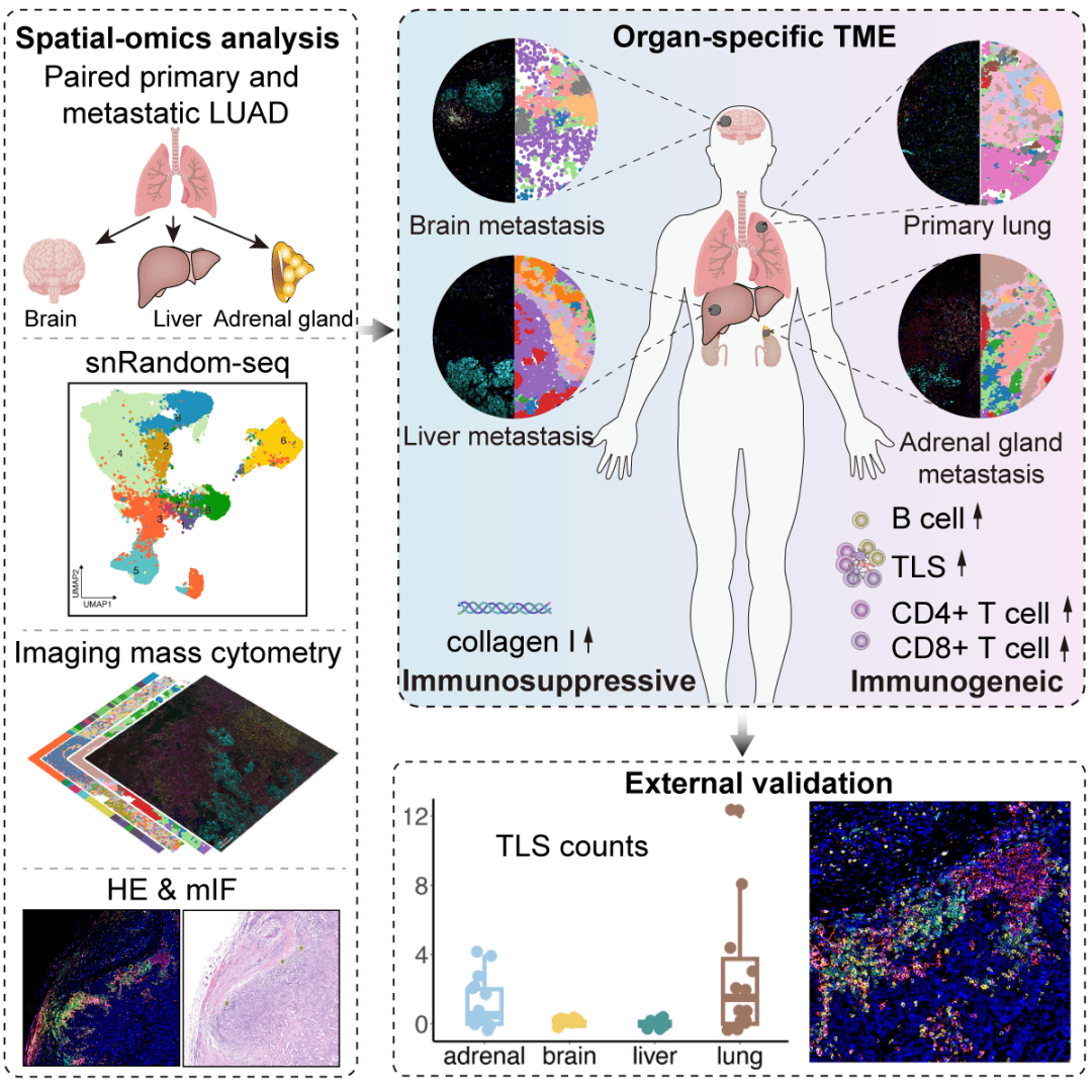 浙大一院包暄文/施毓AS：snRNA-seq & IMC联合分析揭示转移性肺腺癌微环境空间异质性_反应_Science_部位