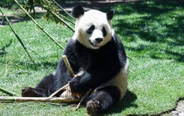 旅居西班牙的大熊猫“金喜”和“茱萸”与公众见面_马德里_繁育_研究