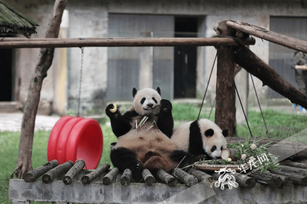 Animals enjoy "rice dumpling feast" to celebrate Duanwu Festival_Eating ...