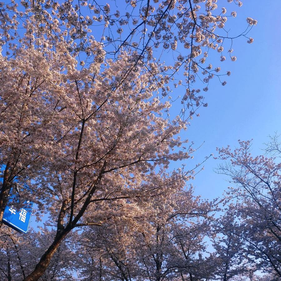 剑星×胜利女神妮姬/联动6月开启，限定角色与CDK奖励如何获取？_cdk_steam_游戏