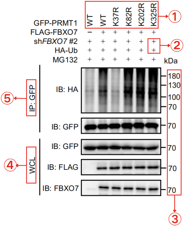 【文献读图】一文读懂Co-IP！（附详细案例）_蛋白_结果_抗体