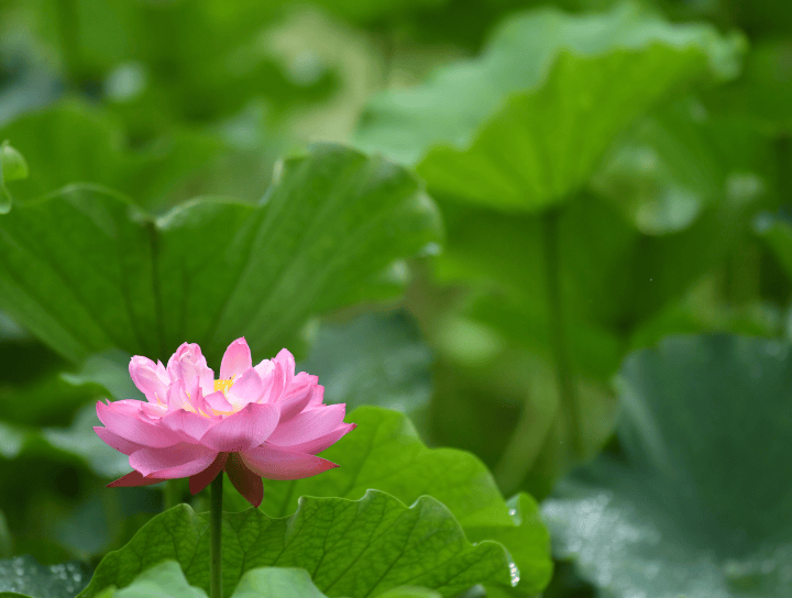 Lotus blossoms in full bloom in Huayan Scenic Spot_the_lotus_荷花