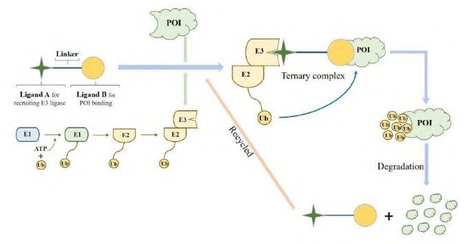 PROTAC分子的药代动力学特征及其在疾病治疗中的研究进展_蛋白_代谢_药物