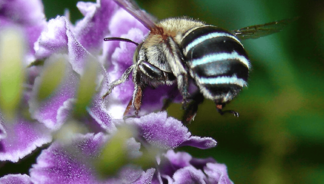 Australian native stingless bee honey approved for sale and use_the_is_Food