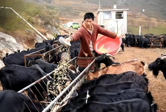 钟山区南开乡：身残志坚不言弃 致富路上勇争先_陈忠云_养殖_残疾人