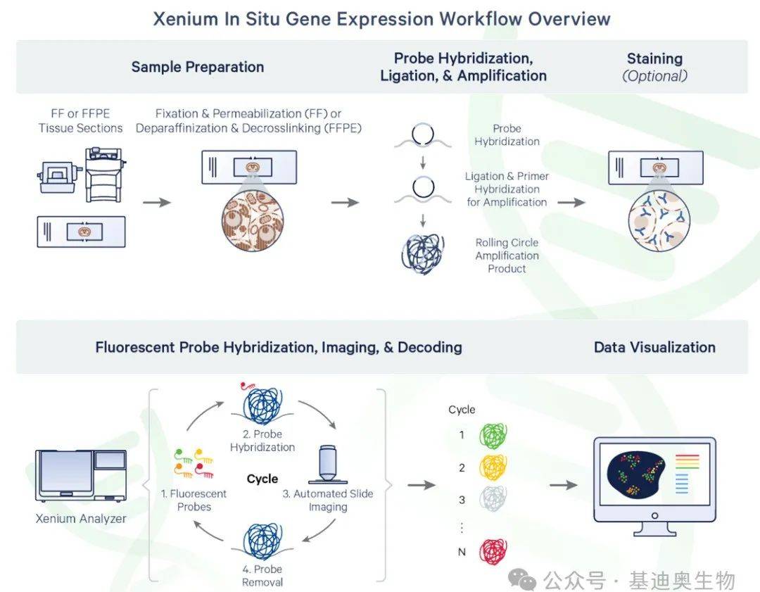 Xenium—真正的细胞级别空间转录组_Visium_检测_技术