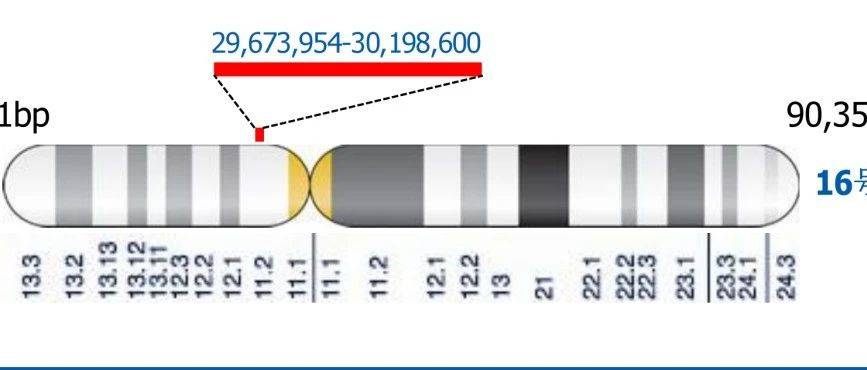 真心教你看懂CNV检测报告(染色体基因芯片CMA检测报告)——家属版_分析_array_样本