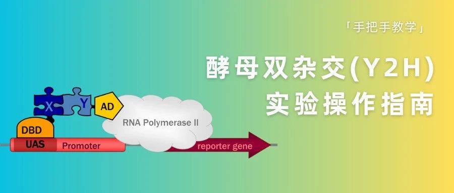 酵母双杂交(Y2H)实验操作指南_min_细胞_培养基