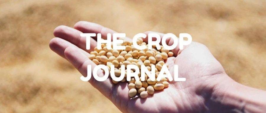 The Crop Journal | 中国农科院作科所优化冠层间距进一步提高密植大豆产量_配置_行距_cm