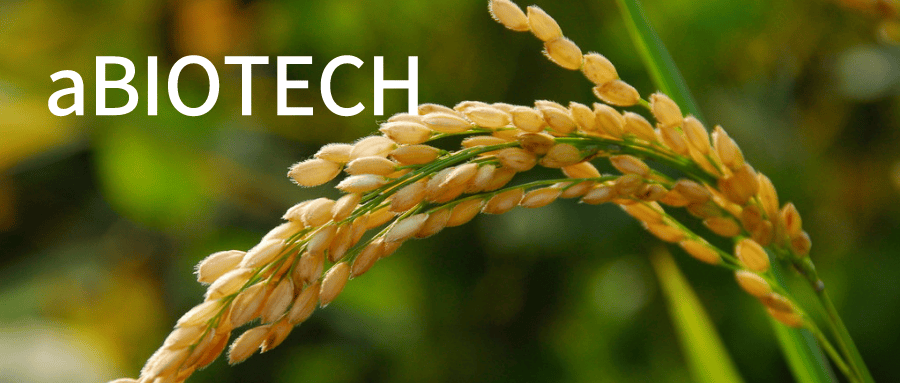 aBIOTECH | 四川农业大学钦鹏/李仕贵团队综述作物耐高温研究进展并提出创新策略_变异_等位_危害