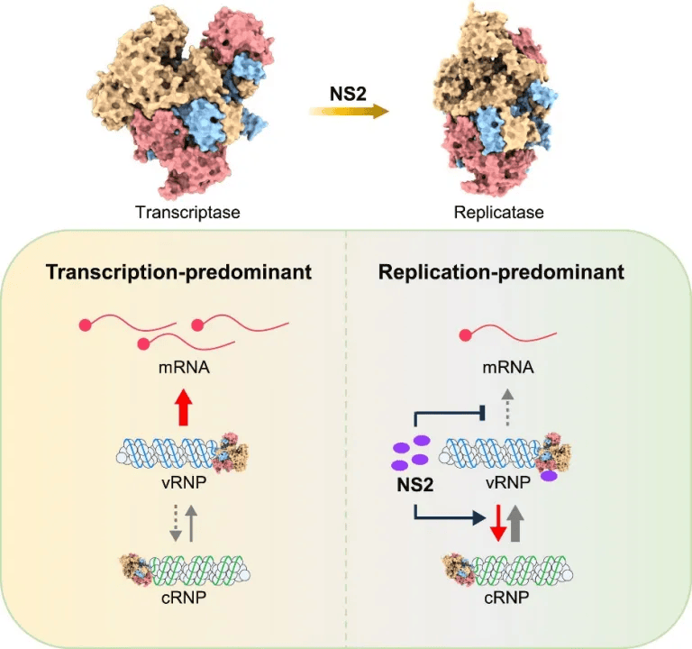 邓涛/高福团队合作揭示甲型流感病毒NS2蛋白驱动病毒RNA由转录向复制转换作用机制｜Nucleic Acids Research_微生物研究所_合成