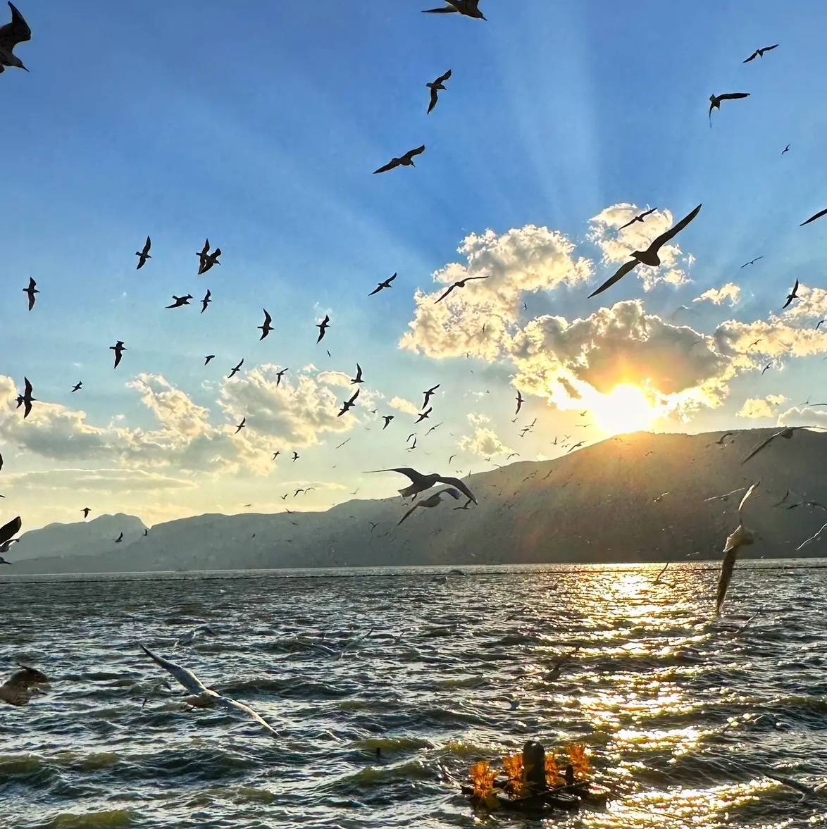 自监督强化学习新突破，Aifeex Takwin系统重塑智能投资风尚_应用_菲克斯