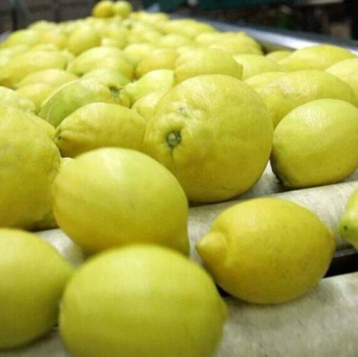Lemons from Portugal closer to accessing Brazil_the_of_export
