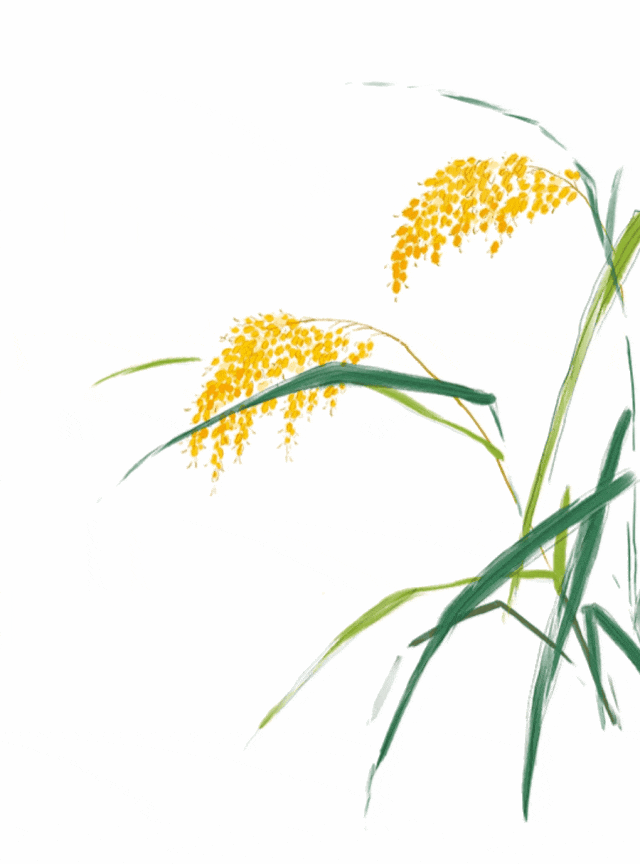 今日芒种 | 阳气逐渐强盛、阴气内藏，这样养生让身体“忙”而不乱→_生姜_节气_空调