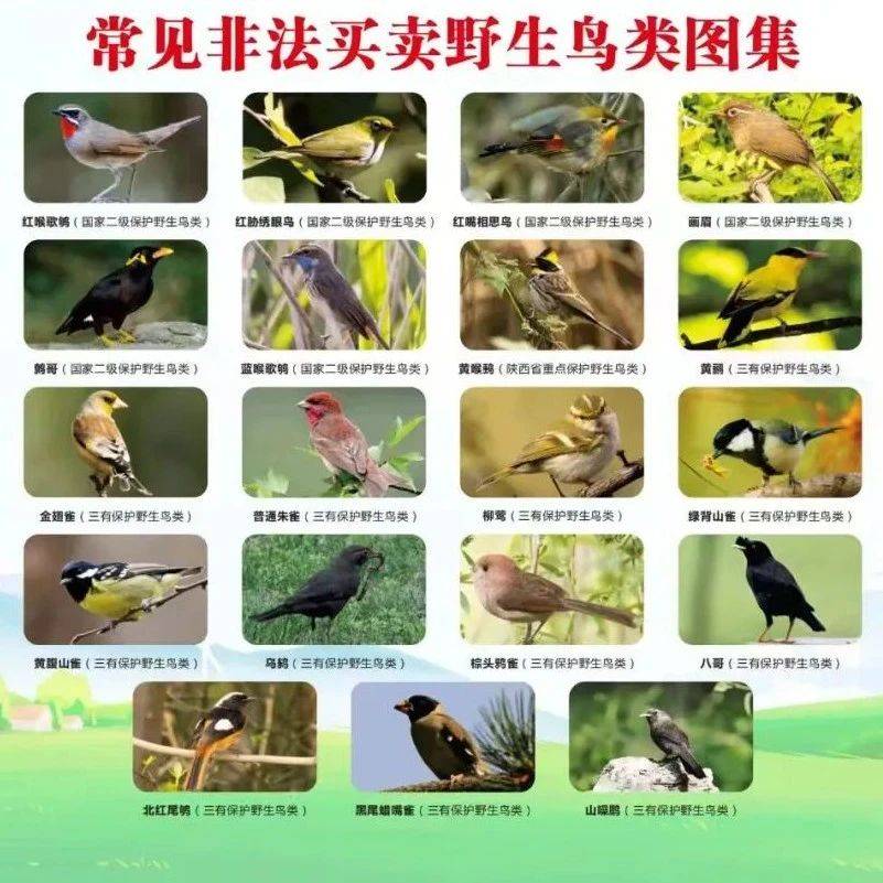 抵制非法猎捕贩卖 为鸟类撑起一片安全晴空_市林业局_来源_田真