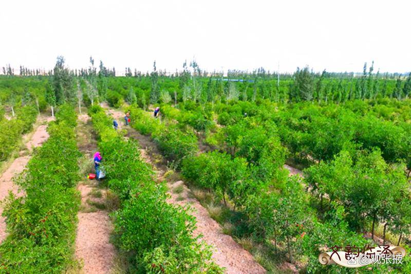 「文韵临泽」千年枣乡的甜蜜密码_红枣_枣树_土地