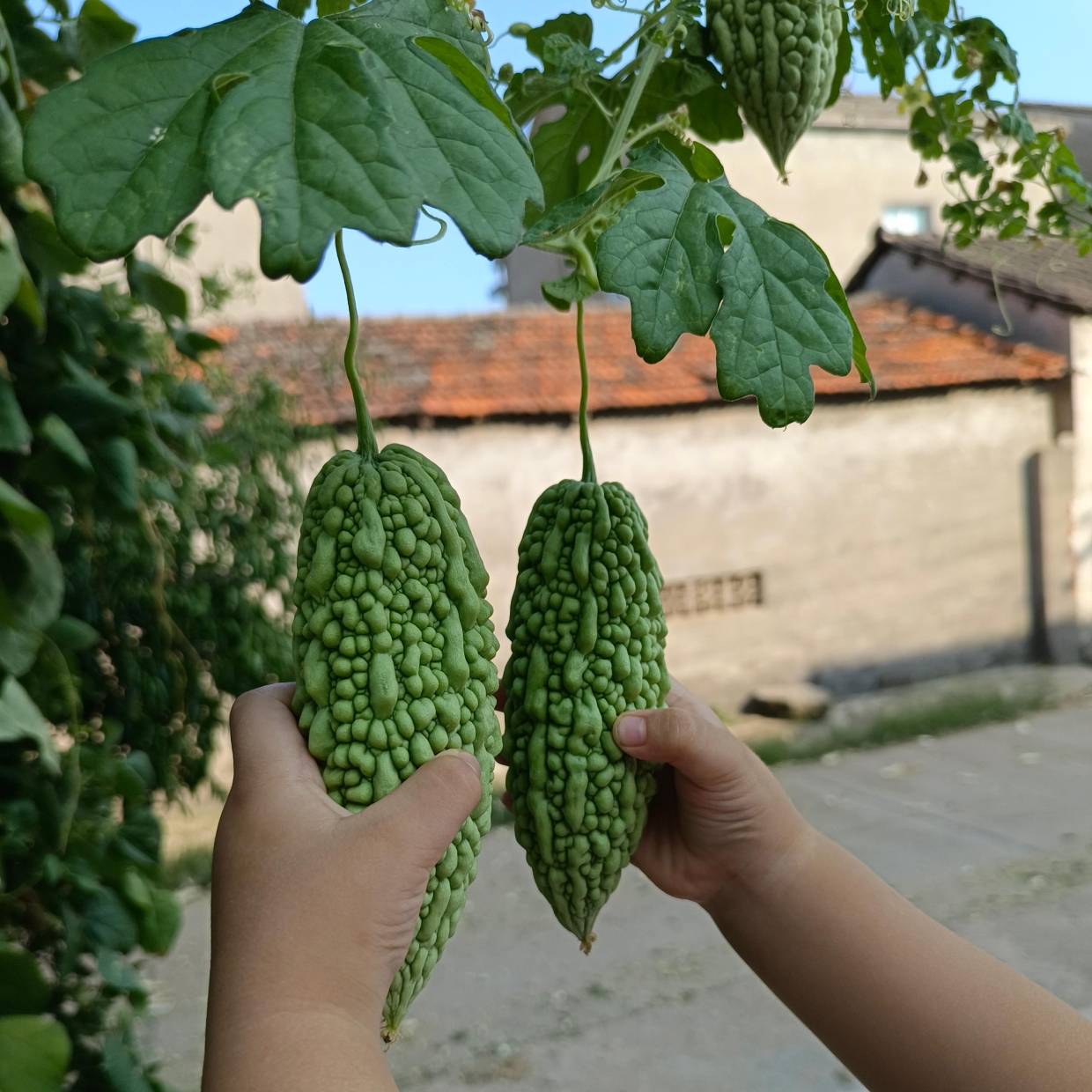 多肽合成Biotinyl-Galanin(porcine)；Biotin-Gly-Trp-Thr-Asp-His-Arg-Ser-Phe ...