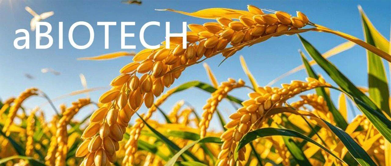 aBIOTECH | 须健/田鑫评述：单细胞多组学绘制水稻细胞图谱，连接细胞类型与农艺性状_作物_scRNA-seq