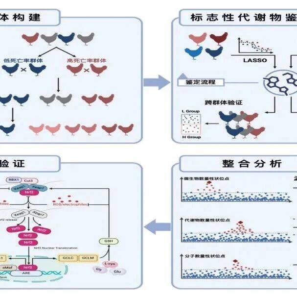 Advanced Science 鸡遗传育种创新团队揭示白羽肉鸡抗病性状遗传基础及分子调控网络_代谢_死亡_研究人员